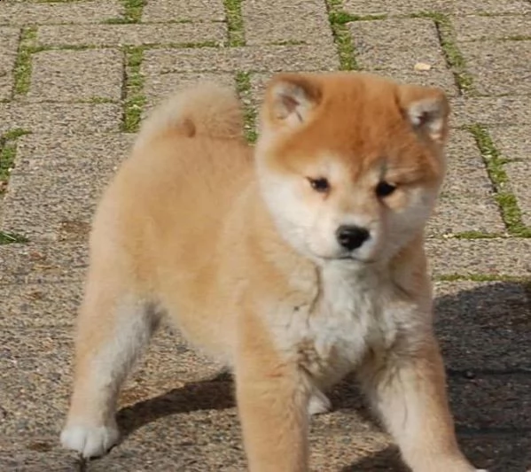 Regalo Shiba Inu da Volontario a Ragusa adorabili cuccioli di shiba-inu ...