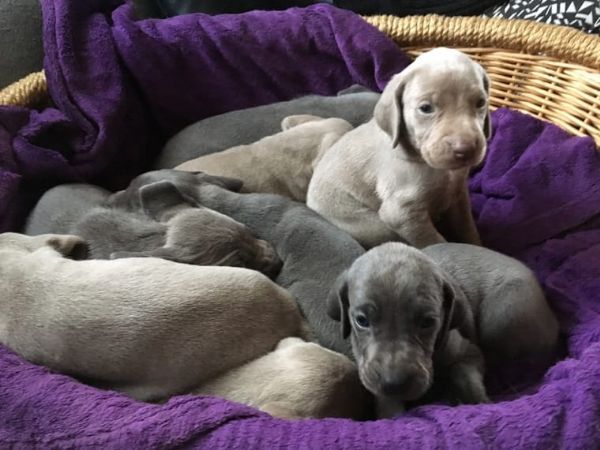Regalo cucciolo Weimaraner da Allevamento a regalo cuccioli di weimaraner