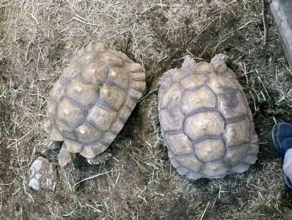 Vendita da Privato a Verona 2 adult female sulcata tortoises available