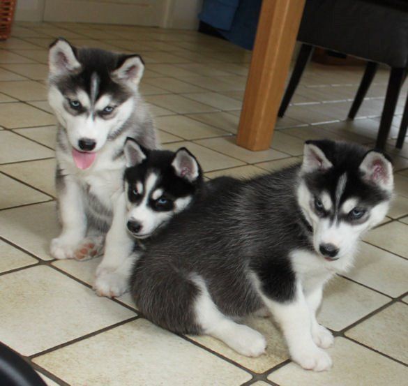 Vendita cucciolo Husky da Privato a Trieste cuccioli siberian husky