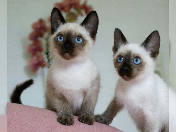 Vendita cucciolo Siamese da Privato a Verona ultimi 2 cuccioli di siamesi