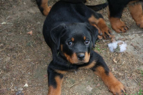 Vendita cucciolo Rottweiler da Privato a Rieti rottweiler 21/09/2020 Vendita cucciolo Rottweiler da Privato a Rieti rottweiler 21/09/2020
