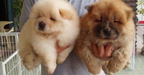 Vendita Chow Chow da Privato a Milano cucciolo di chow chow maschio e ...