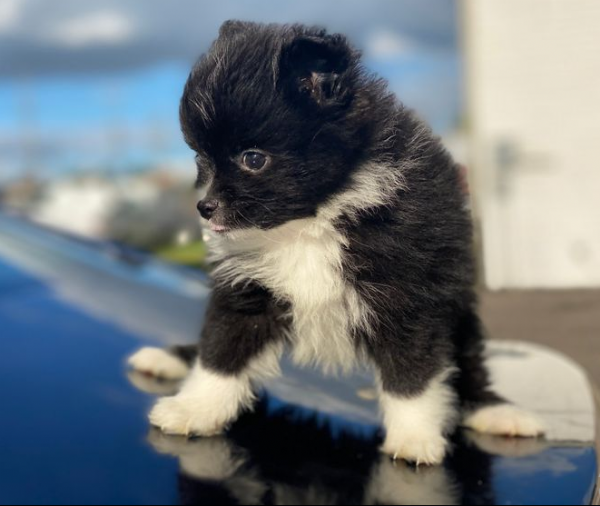 Regalo cucciolo Volpino Pomerania da Privato a Roma cucciolo volpino ...