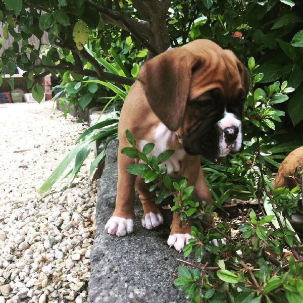 Regalo cucciolo Boxer da Privato a Aquila cuccioli di boxer 03/10/2020