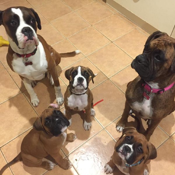 Regalo cucciolo Boxer da Privato a Aquila cuccioli di boxer 03/10/2020