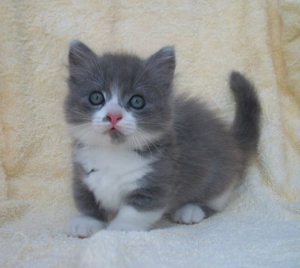 Vendita cucciolo Munchkin da Privato a Roma raro gatti nani munchkin