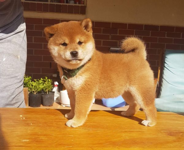 Regalo Shiba Inu da Privato a Firenze vendita cucciolo cuccioli di ...