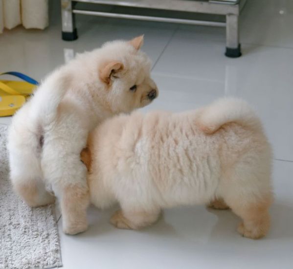 Vendita cucciolo Chow Chow da Privato a Bari cuccioli di chow chow