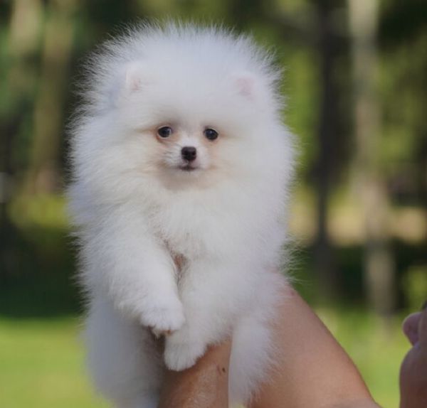 Vendita cucciolo Volpino Pomerania da Privato a Milano cucciola della ...