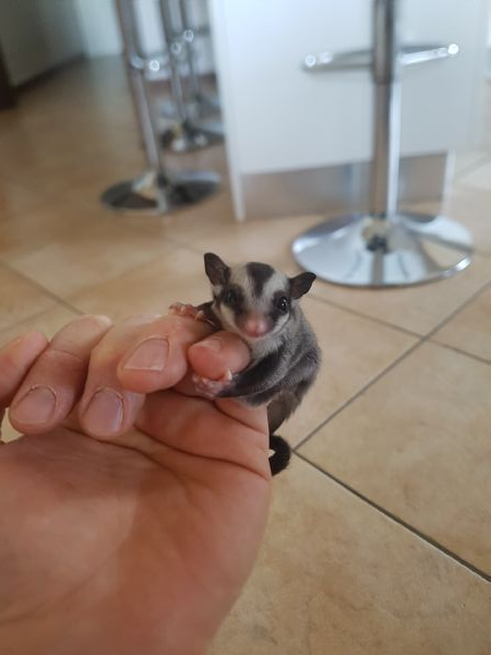 Vendita cucciolo Petauro da Privato a Rimini petauri dello zucchero