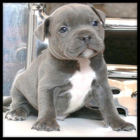Vendita American da Privato a Torino cucciolo pura razza amstaff blue