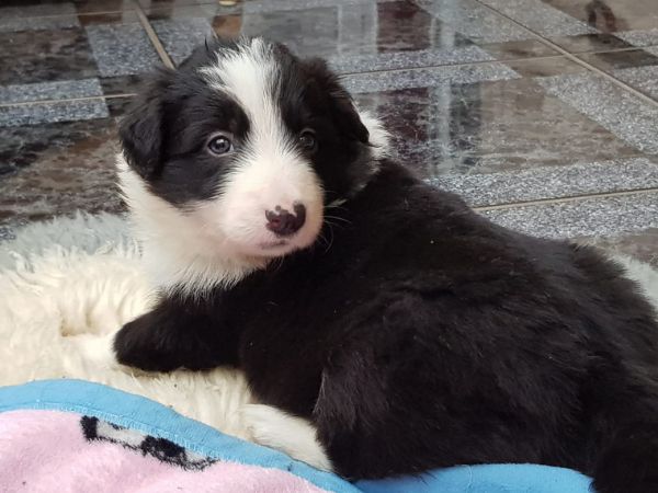 Vendita Border Collie da Privato a Bologna cuccioli di razza border collie