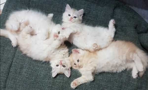 Vendita Siberiano da Privato a Modena disponibili cuccioli siberiani