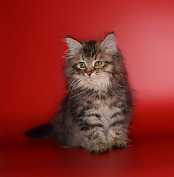 Vendita Siberiano da Privato a Milano cuccioli di siberiani 20/01/2021