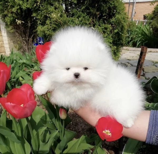 Regalo Volpino Pomerania da Privato a Matera pomerania 08/01/2021