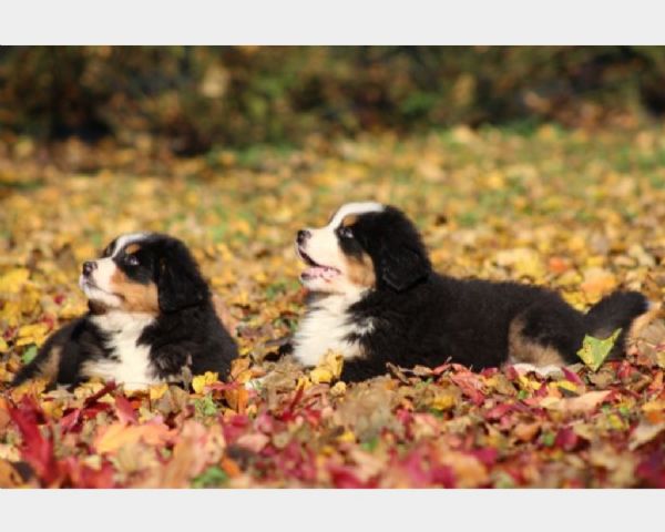 Regalo Bovaro Del Bernese da Privato a Verona vendita cuccioli di razza ...