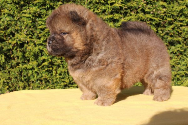 Vendita cucciolo Chow Chow da Privato a Cagliari cuccioli di chow chow