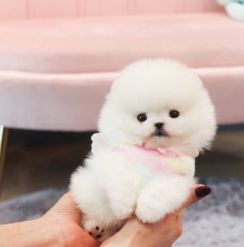 Vendita Volpino Pomerania da Privato a Catania volpino toy teacup pomerania