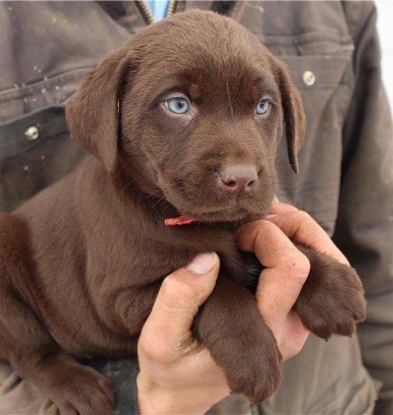 Vendita Labrador da Privato a Frosinone cuccioli di labrador 27/03/2021