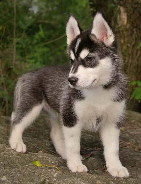 Regalo Husky da Privato a Aosta vendita cucciolo cuccioli di husky