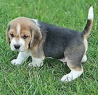 Regalo cucciolo Beagle da Privato a cucciolo di beagle inteligentissimo ...