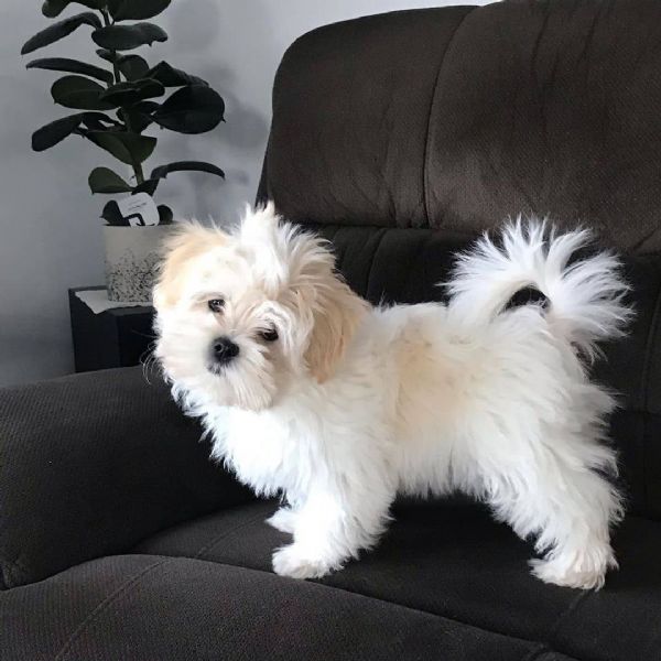 Regalo cucciolo Maltese da Volontario a nano maltese 10/05/2021
