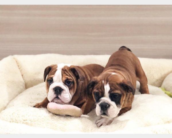 Vendita Bulldog da Privato a Modena bulldog inglesi cuccioli 21/05/2021
