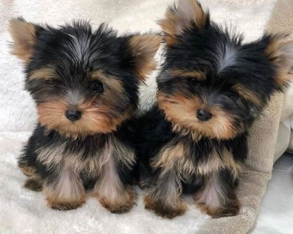 Vendita Yorkshire da Privato a Monza e Brianza yorkshire toy cuccioli