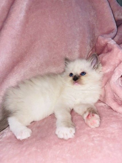 Vendita Ragdoll da Privato a Venezia ragdoll gattini cuccioli 21/07/2021