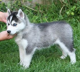 Regalo Husky da Privato a Brescia bellissimi cuccioli siberiano husky ...