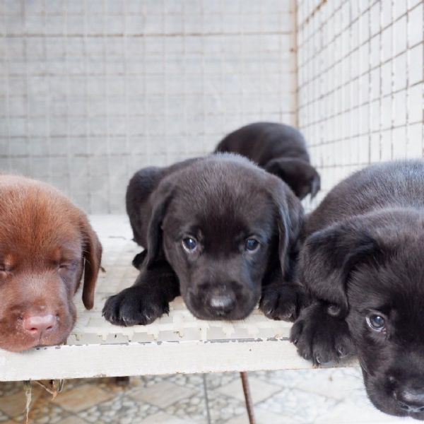 Regalo cucciolo Labrador da Privato a regalo cuccioli di labrador