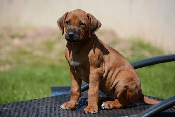 Vendita Rhodesian Ridgeback da Privato a Ragusa splendidi cuccioli di ...