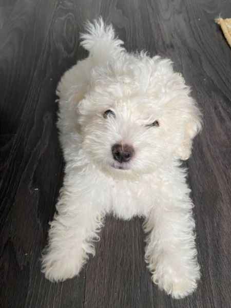 Regalo Bichon da Privato a Roma pronti cane cuccioli bichon frise