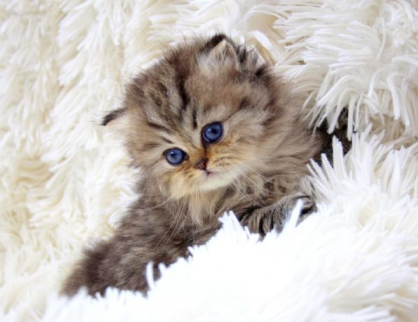 Vendita cucciolo Persiano da Privato a Udine splendidi cuccioli di ...