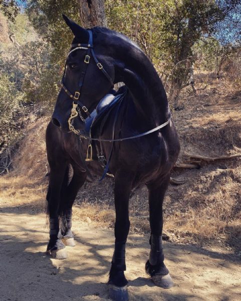 Vendita Frisone da Privato a Frosinone stallone frisone in vendita