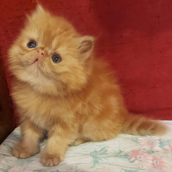 Vendita cucciolo Persiano da Privato a Torino bellissimi persiani ...