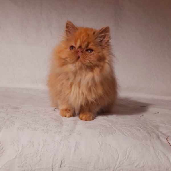 Vendita cucciolo Persiano da Privato a persiani face doll 25/05/2024