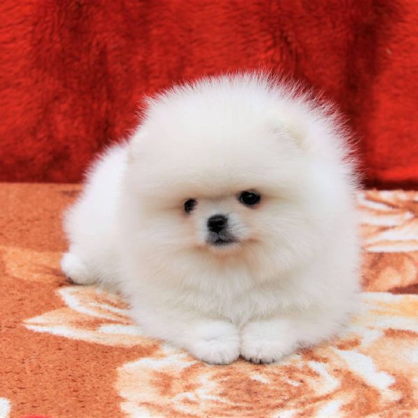 Regalo cucciolo Volpino Pomerania da Privato a Benevento volpino di ...