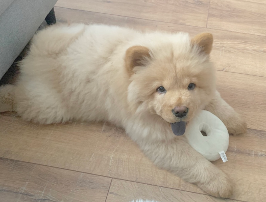Vendita Chow Chow da Privato a Bergamo prenotazione due cuccioli razza ...