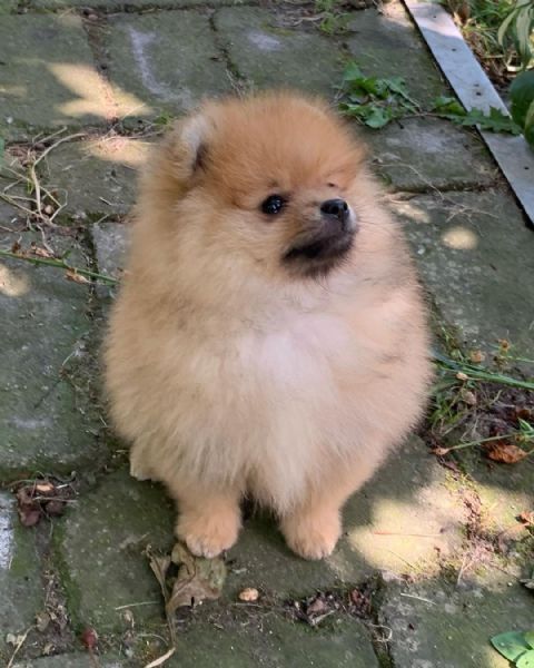 Regalo cucciolo Volpino Pomerania da Volontario a Perugia l'adorabile ...