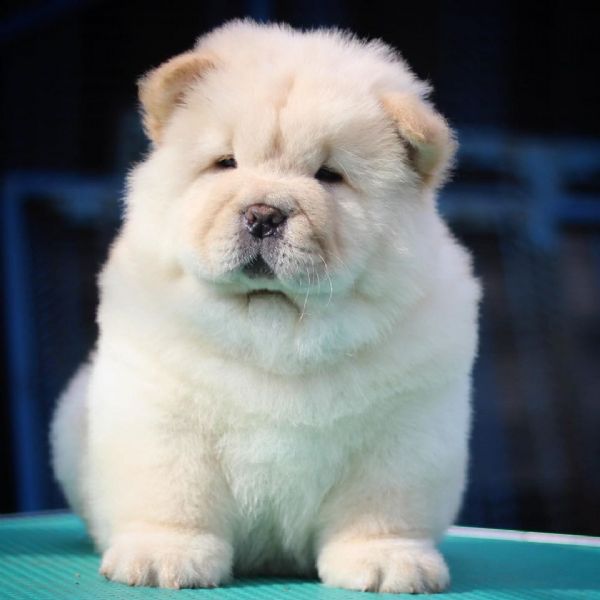 Vendita cucciolo Chow chow da Privato a Cosenza meravigliosa cuccioli ...