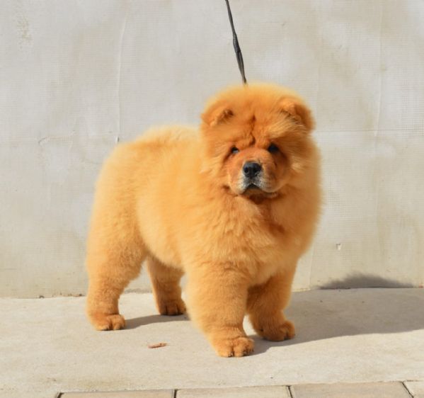 Vendita cucciolo Chow chow da Privato a Cosenza meravigliosa cuccioli ...