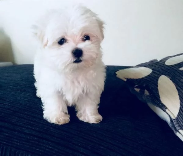 Regalo cucciolo Maltese da Volontario a maltese nano... 10/10/2021