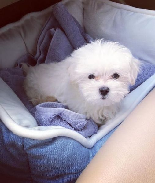 Regalo cucciolo Maltese da Volontario a maltese nano... 10/10/2021
