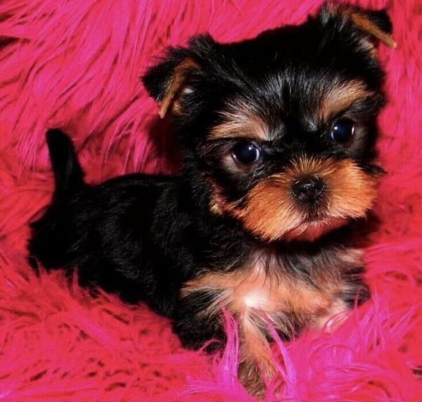Vendita cucciolo Yorkshire da Privato a Milano yorkshire mini toy