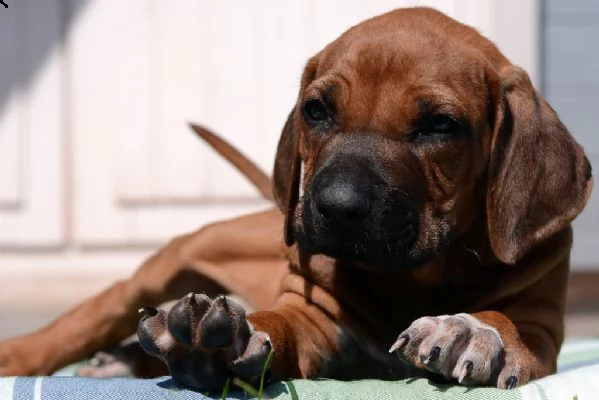 Vendita Rhodesian Ridgeback da Privato a Foggia splendidi cuccioli di ...