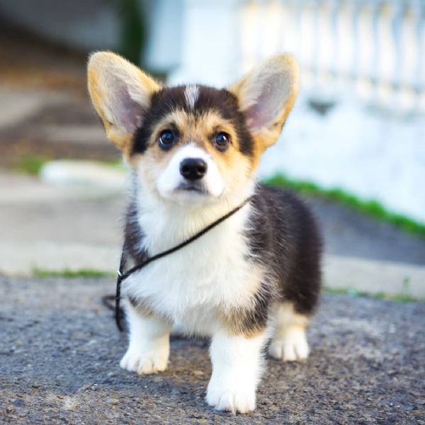 Regalo cucciolo Welsh Corgi da Privato a Cosenza cucciolo di welsh ...