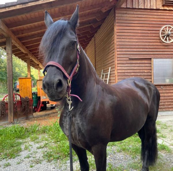 Vendita cucciolo Frisone da Privato a Roma giumenta frisone con ...