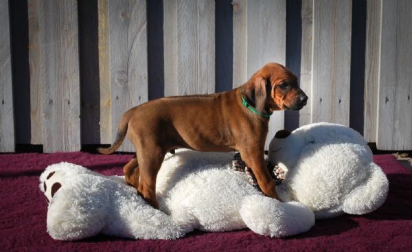 Vendita Rhodesian Ridgeback da Privato a Salerno splendidi cuccioli di ...